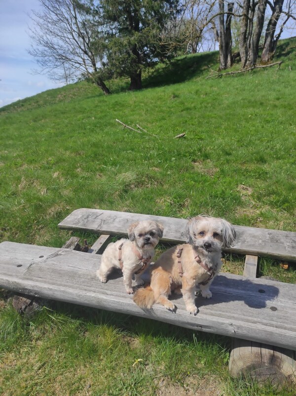 Fewo Harzer Leidenschaft Top Lage, Hunde Willkommen - Fewo, 2 Pers., Hunde - Harz