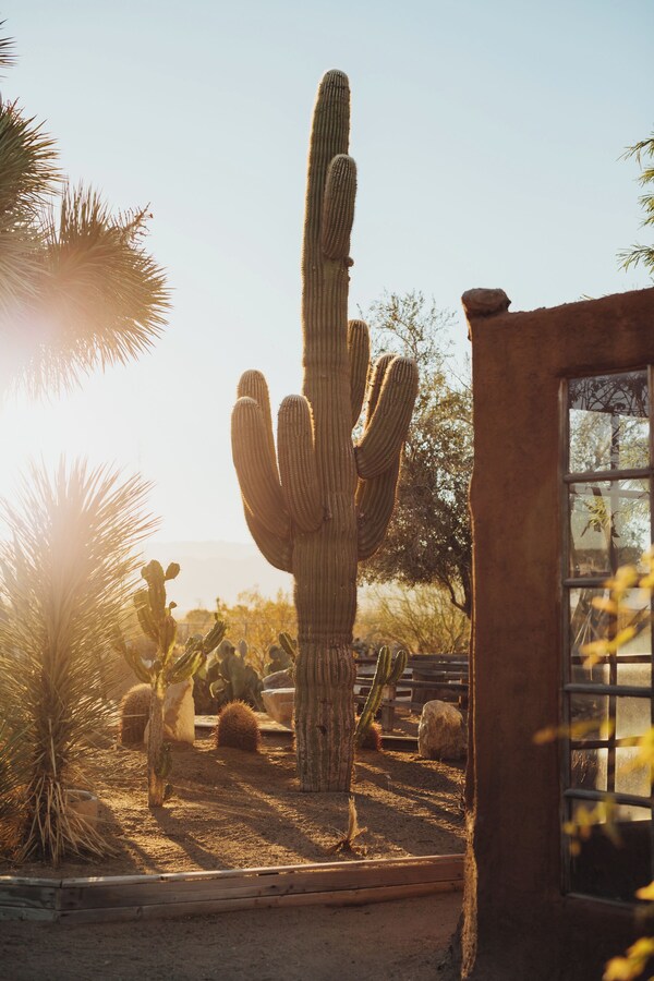 Stardust Hideaway~cacti Garden+10min To Jt Park, Stargazing+firepit+pets - Yucca Valley, CA
