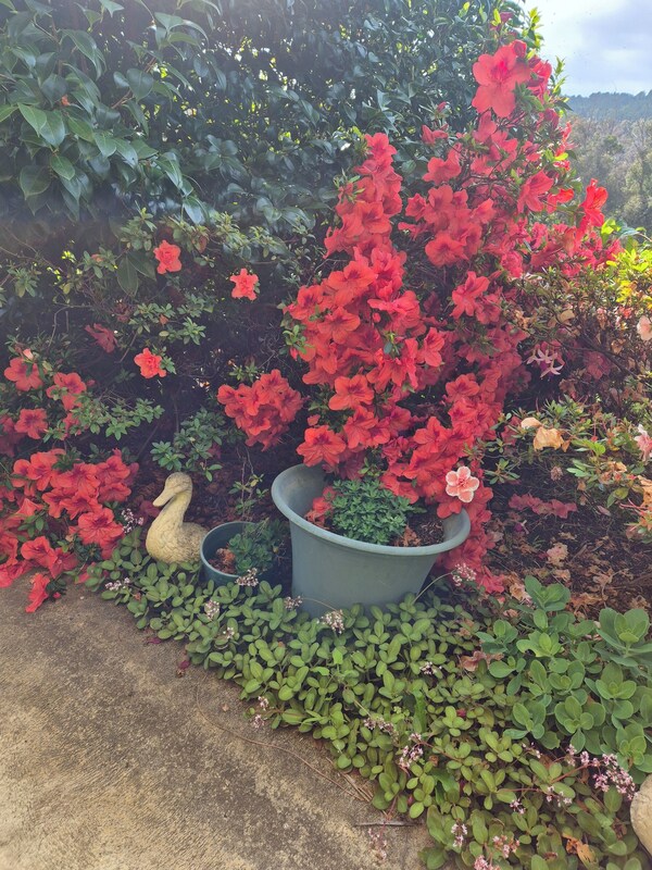 Nannup Riverview Cottage, Fully Self Contained Holiday Let - Nannup