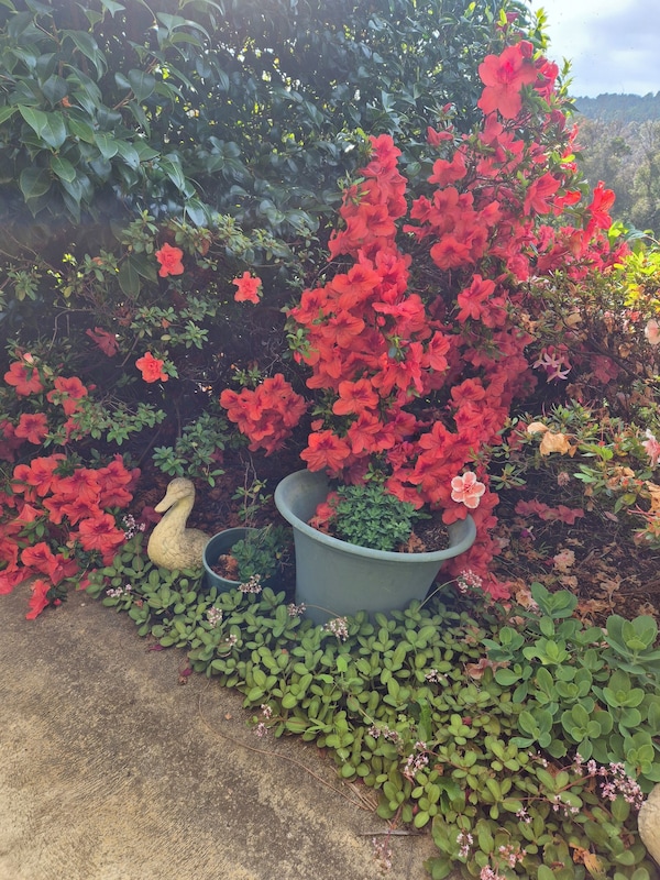 Nannup Riverview Cottage, Fully Self Contained Holiday Let - Nannup