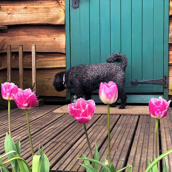 Shire The Shepherd's Hut - Welcoming Dogs - Ceredigion