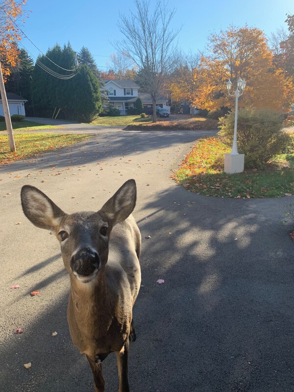 Deer Paradise In Quispamsis New Brunswick W/artist Studio - Hampton