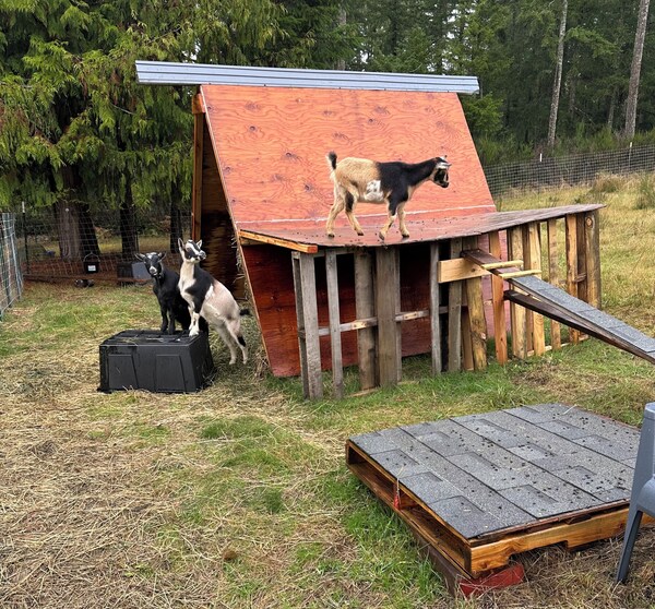 Cozy 1-bedroom Suite On A Small Goat Farm With Full Kitchen And Living Room - Port Orchard, WA