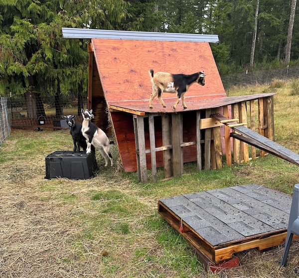 Cozy 1-bedroom Suite On A Small Goat Farm With Full Kitchen And Living Room - Port Orchard, WA