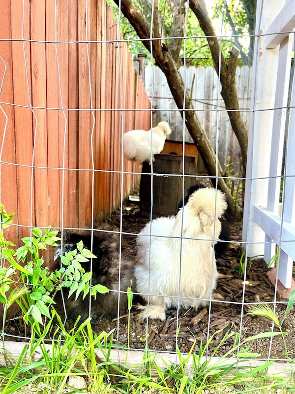 Lux Home With Silkie Petting Zoo & Hot Tub City Cottage - Sacramento, CA