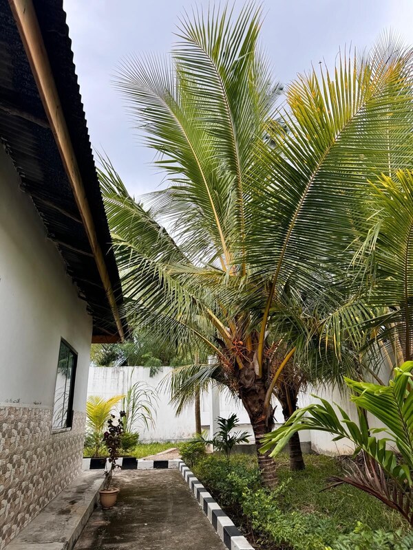 Palm Hide. - Zanzibar