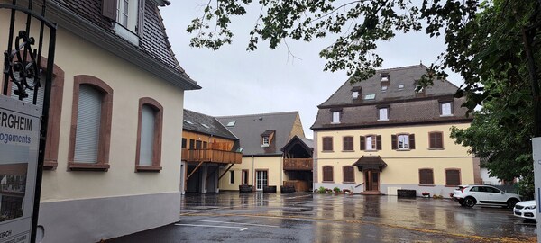 L'arbre Rose, L'arbre Rose à Bergheim - Bergheim