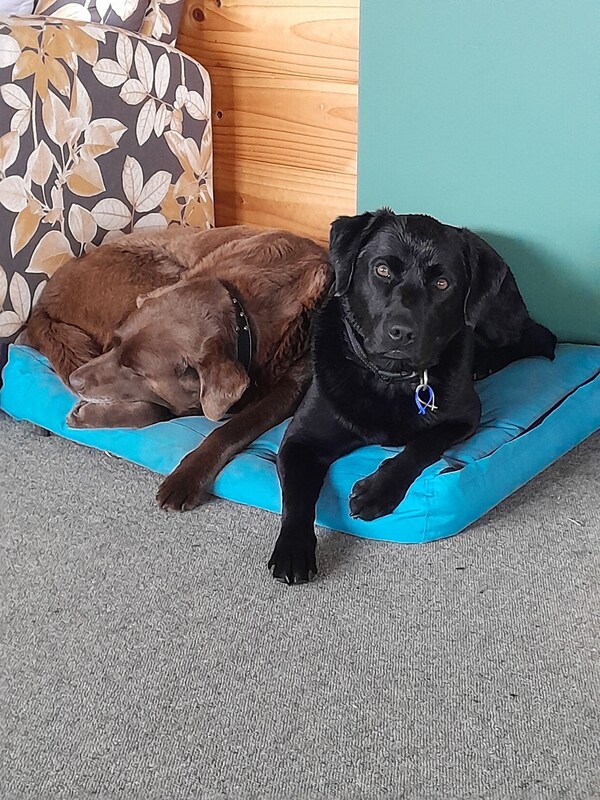 The 8 Point Inn , Water Views Quiet Pet Friendly Cottage - New Zealand