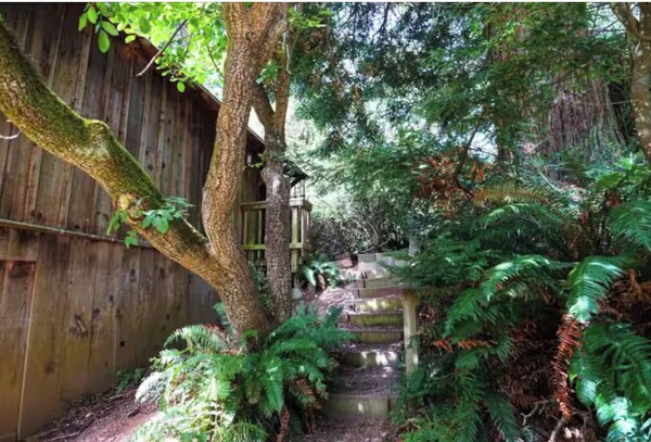 Redwood Hideaway - Arcata Community Forest, Arcata