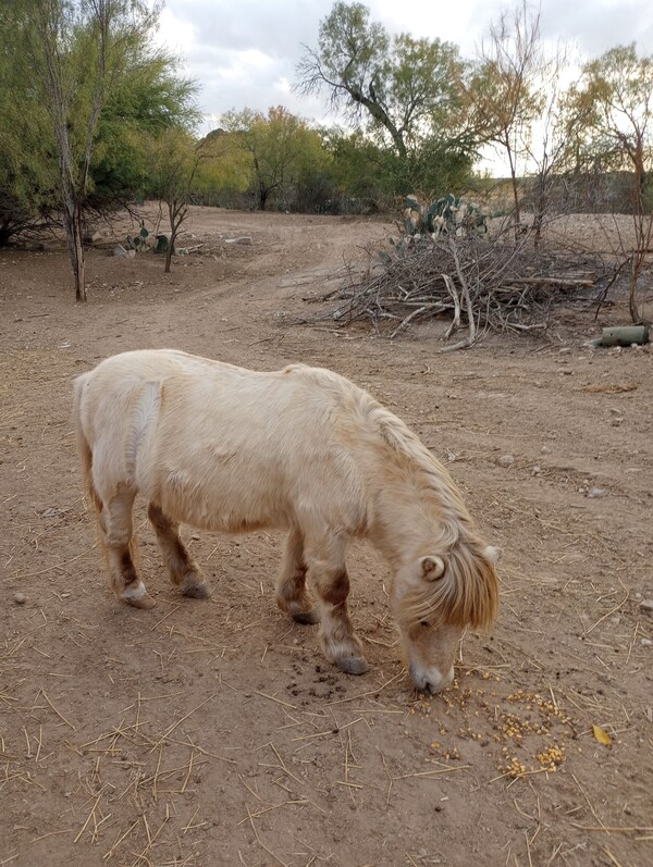 Charming Farmhouse With Ac And Wifi In Soothing Uvalde, 20 M To Concan Tx - Uvalde, TX