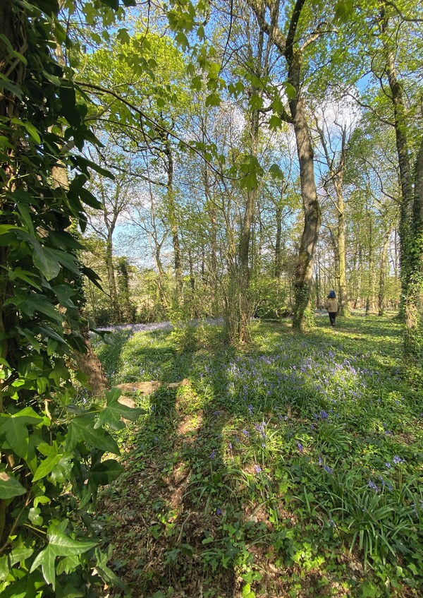Cottage Dans 7ha De Forêt Privée - Pipriac