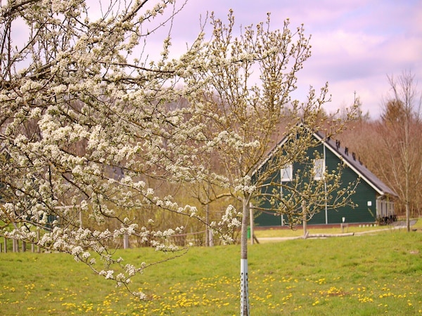 Nice House Only 9 Km From Van Slagharen - Ommen