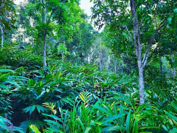 A One Cottage Munnar - Kerala