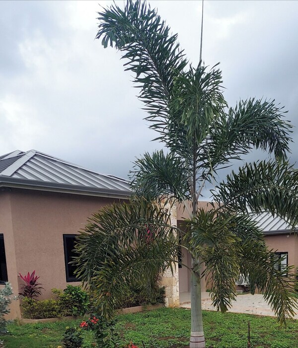In Tranquil Ocho Rios.\na Quick 5 Minutes Drive To Ocho Rios Town. Sleeps 2. - Ocho Rios