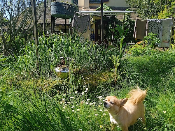 Magical Cottage With Garden - Île-de-France