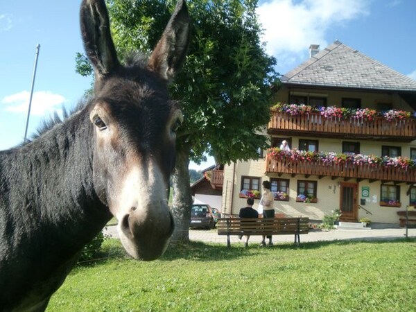 Ferienwohnung 'Kapelle' Mit Bergblick, Gemeinschaftsgarten Und Wi-fi - Todtnauberg