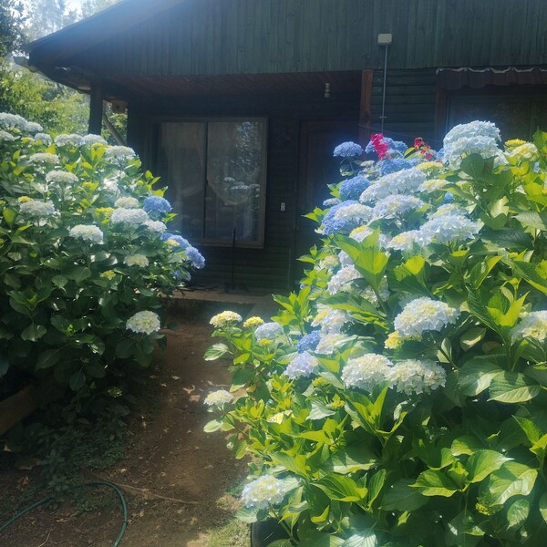 Cabaña  En El Bosque Con  Animalitos, Hot Tub  Y Piscina - Araucanía
