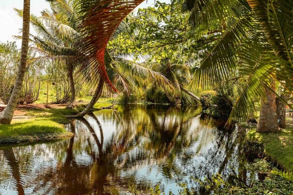 Explorer · Explorer Triple Room With Garden And Lagoon View - Cabarete