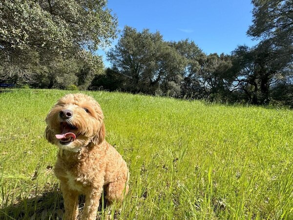 Luxury 1-bed Nature Retreat: Pets, Yard, Kitchen - Sebastopol, CA