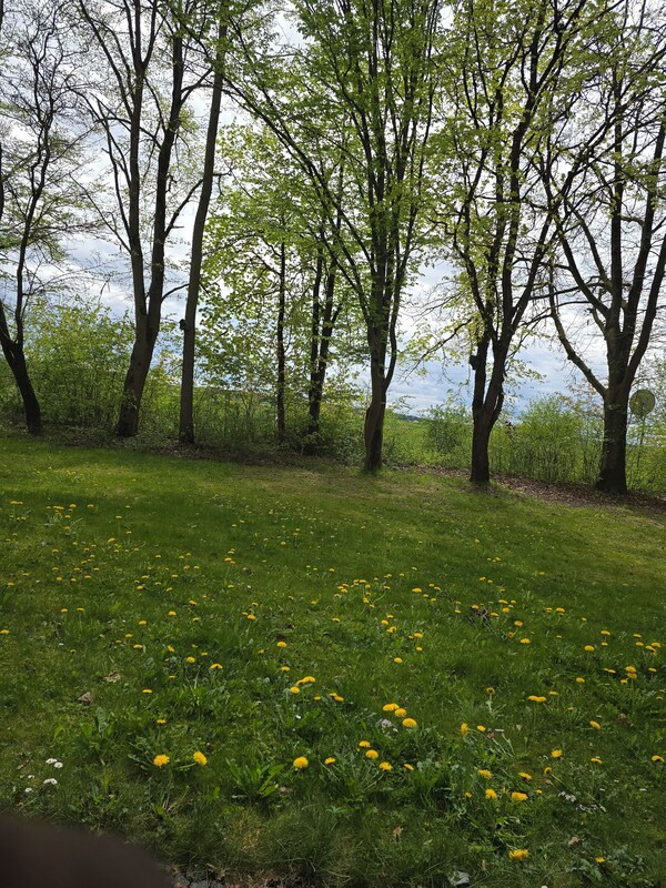 Charming And Peaceful Studio With Gorgeous Green Backyard View. Energy Boosting - Amberg