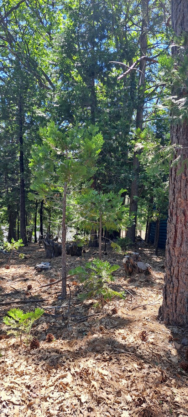 Cute Rv In The  Forested Mountains At Cedar Ridge,  Sonora For Your Vacation. - Sonora, CA