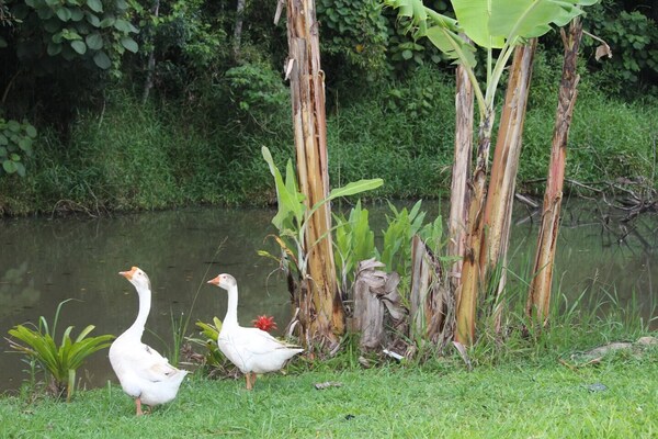 Farm - Cotia - 3 Km From Animalia Park - Pets Allowed - Itapevi