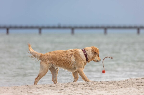 Deichperle Vacation Apartment: Your Idyllic Retreat On The Baltic Sea In Zingst - Zingst