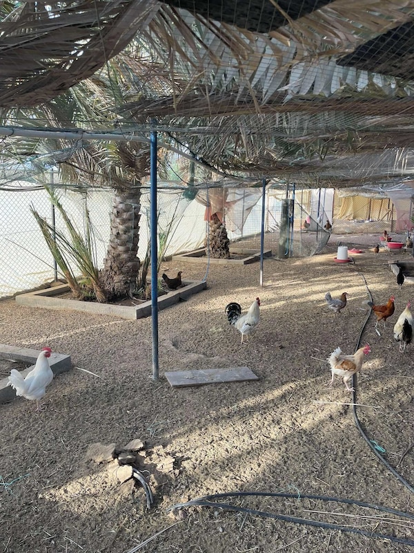 Scenic Farm Tent Stay  Nature,animals & Fresh Air - Charjah