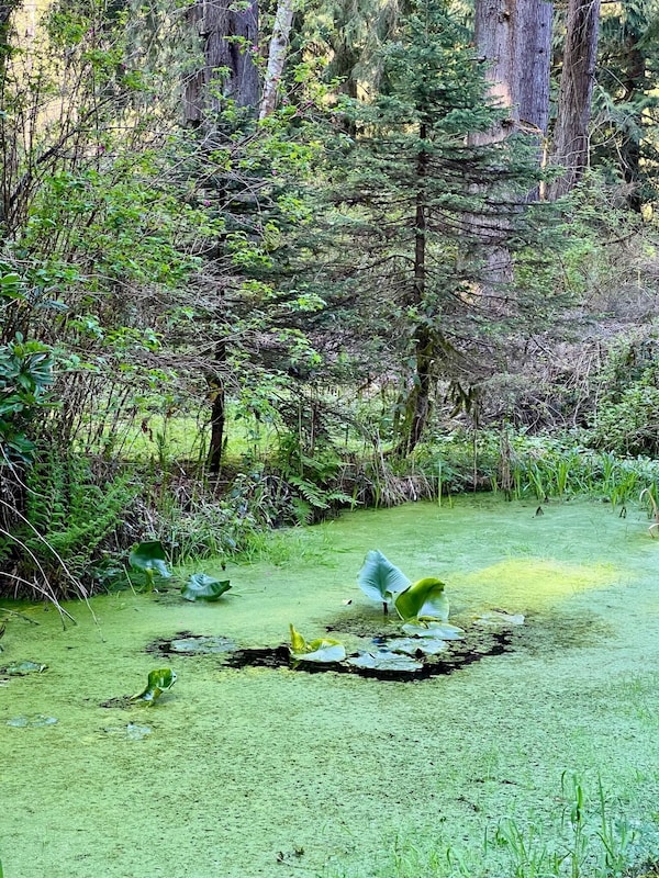 Light & Bright Modern Cottage With Wifi In Charming Lake Stevens - Snohomish, WA