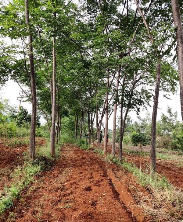 Joe- Amidst Nature Campground In Thalikothanur - Campsite 2 - Karnataka