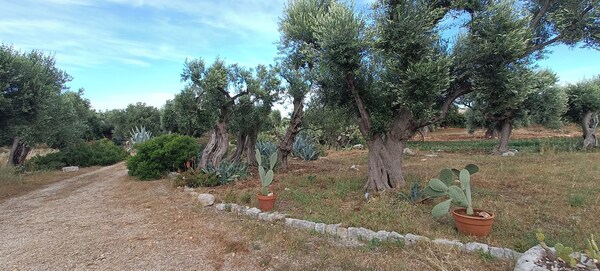 Beautiful Villa Nestled In A Thousand-year-old Olive Grove 5 Minutes From The Sea - Conversano