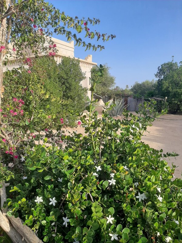 A Corner Of Paradise, Surrounded By A Majestic Olive Grove, 5 Minutes From The Beach. - Tunézia