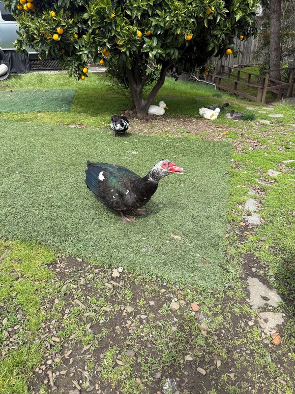 Modern Airstream With Wifi And Ac In Charming Mill Valley With Backyard Ducks - Larkspur, CA