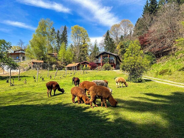 2-room Apartment In A Farm With Alpacas - Orino