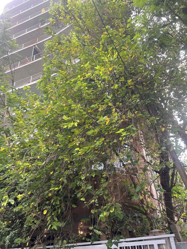 Delightful 3-bedroom Apartment With Best View In Addis Ababa - Addis Ababa