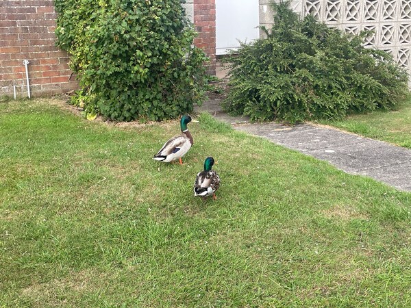 4 Guests - Pet Friendly - Chalet Chapel - Lincolnshire