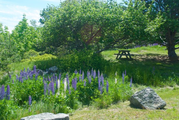 Panaramic Somes Sound Ocean And Mountain View - Cranberry Isles, ME