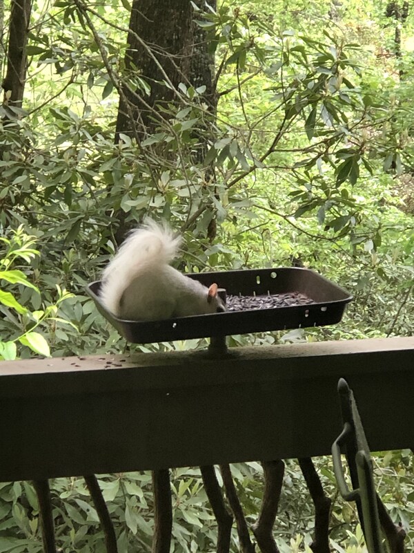 White Squirrel Lodge - Family Friendly, Pond & Stream, Breezy Porches & Wildlife - Brevard, NC