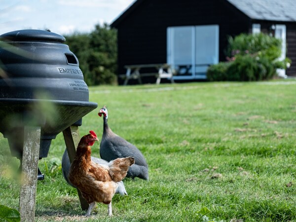 Gull Lodge, Pet Friendly, With A Garden In Port Isaac - Edmonton, UK