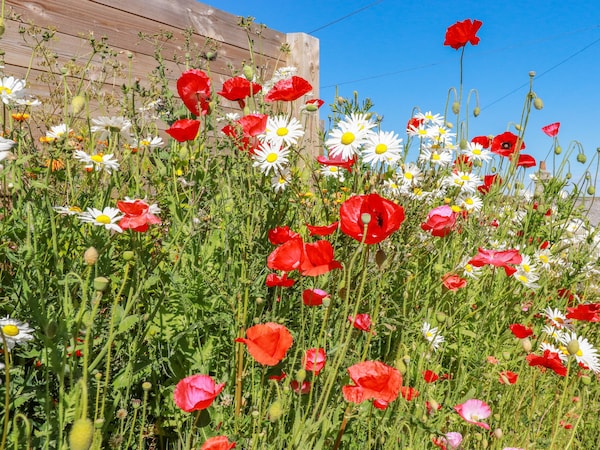Poppy Lodge, Family Friendly In Perranporth - Perranporth