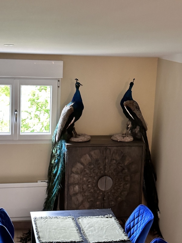 Apartamento-familiar-baño Privado-vista Al Parque - Paso de Calais